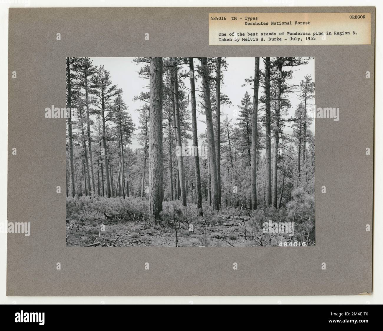 Timber Management: Types - Oregon. Photographs Relating to National ...