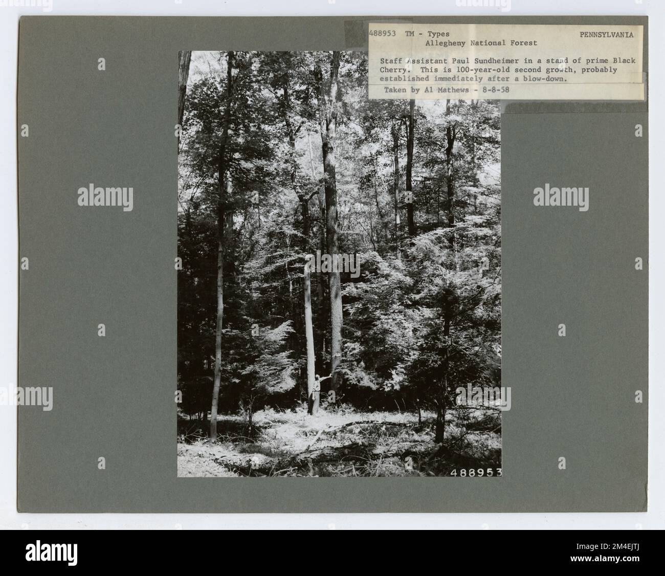 Timber Management: Types - Pennsylvania. Photographs Relating to ...