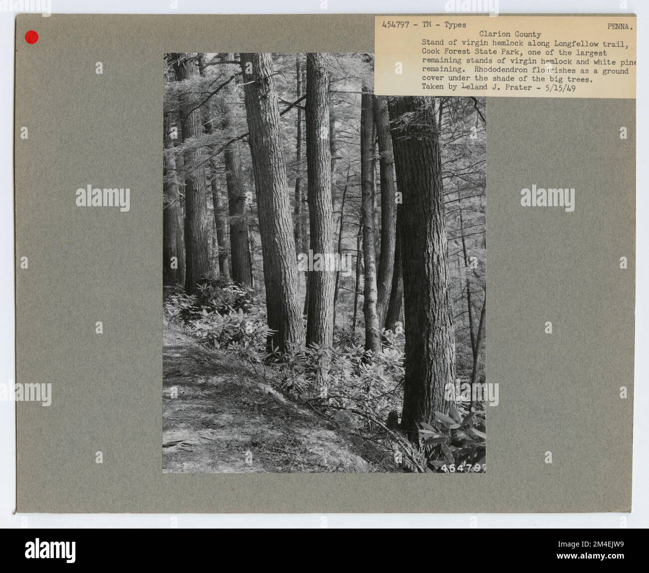 Timber Management: Types - Pennsylvania. Photographs Relating to ...