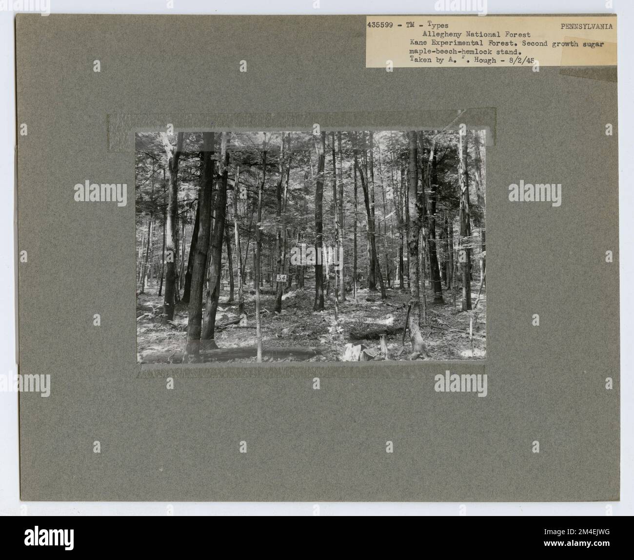 Timber Management: Types - Pennsylvania. Photographs Relating to ...