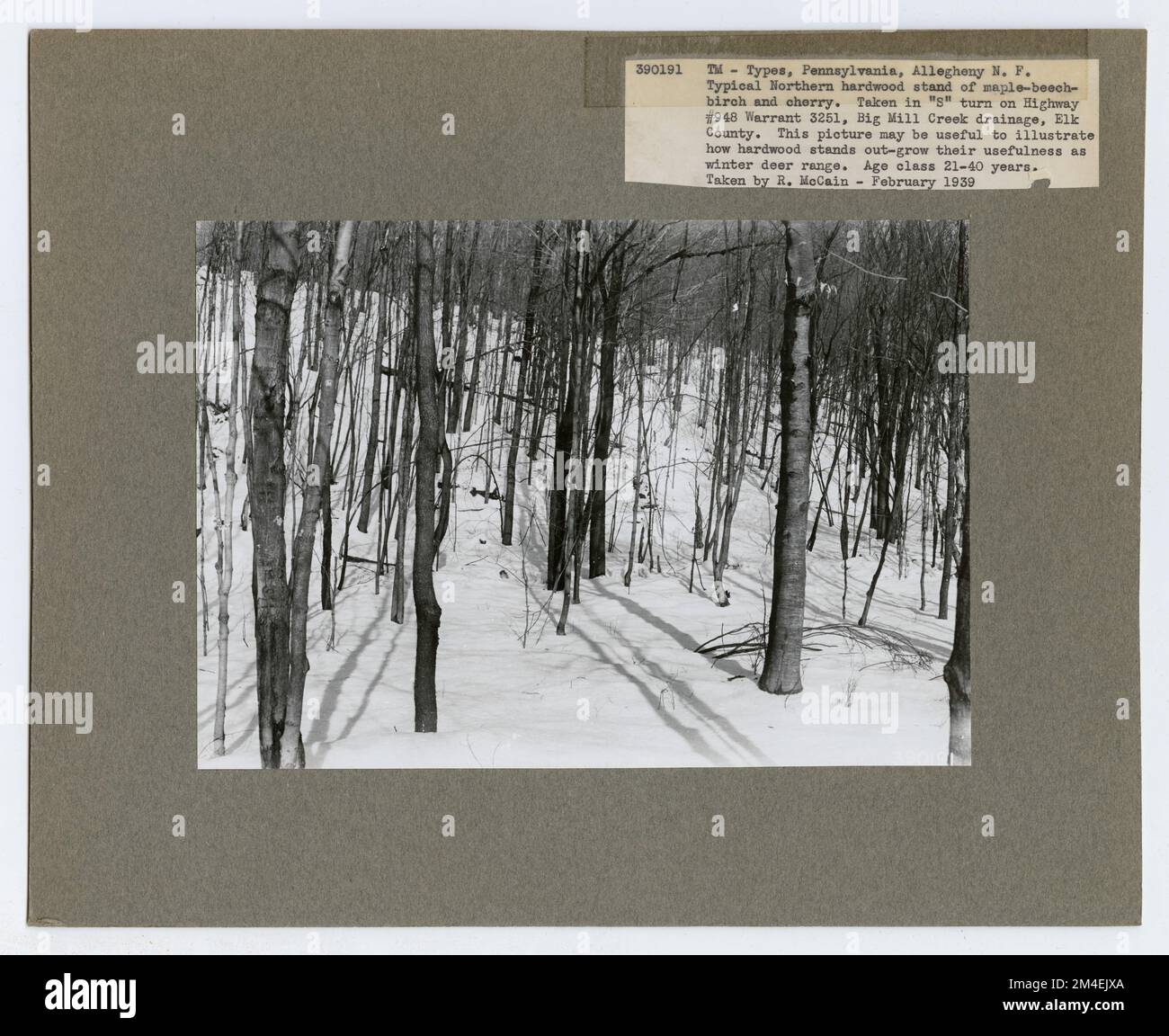 Timber Management: Types - Pennsylvania. Photographs Relating to ...