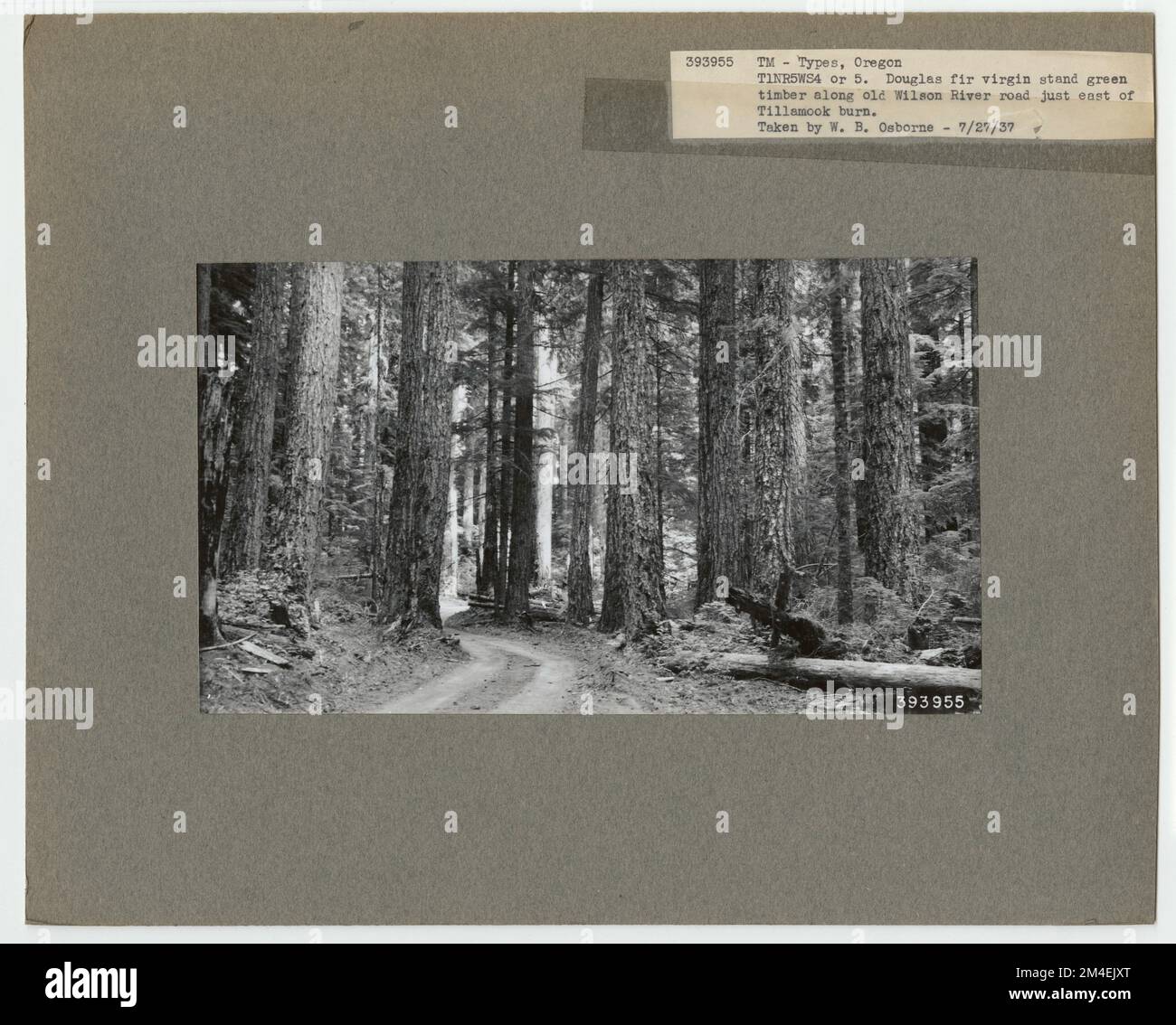Timber Management: Types - Oregon. Photographs Relating to National ...