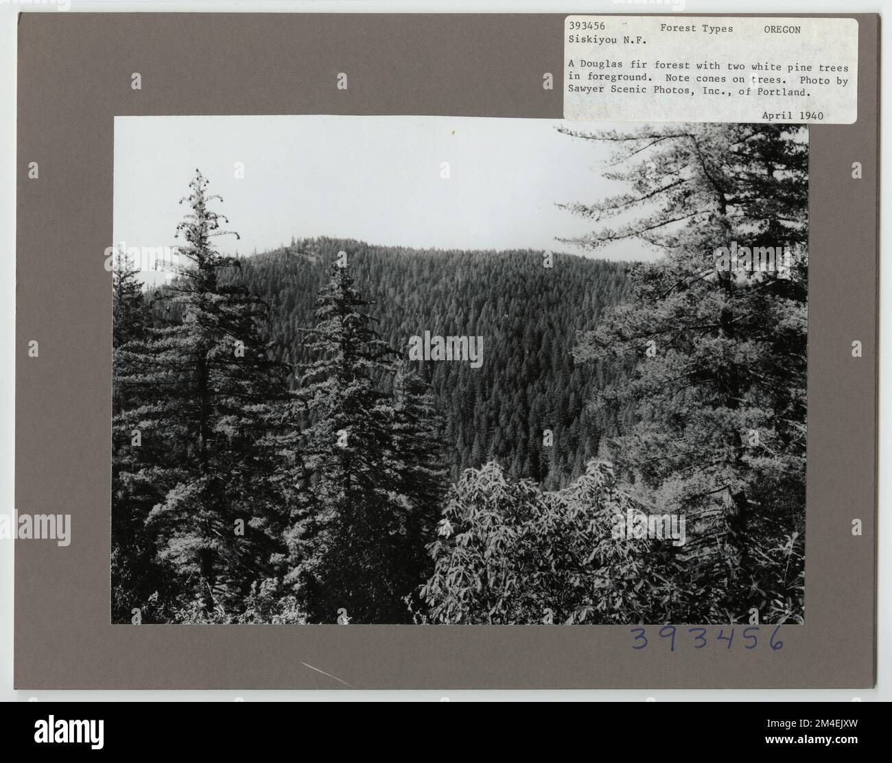 Timber Management: Types - Oregon. Photographs Relating to National ...
