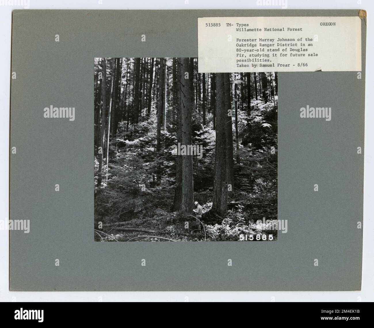 Timber Management: Types - Oregon. Photographs Relating to National ...
