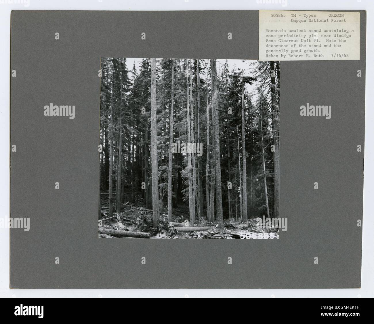 Timber Management: Types - Oregon. Photographs Relating to National ...
