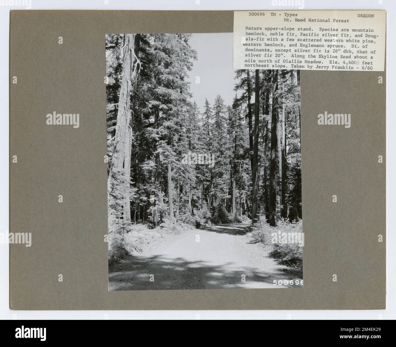 Timber Management: Types - Oregon. Photographs Relating to National ...