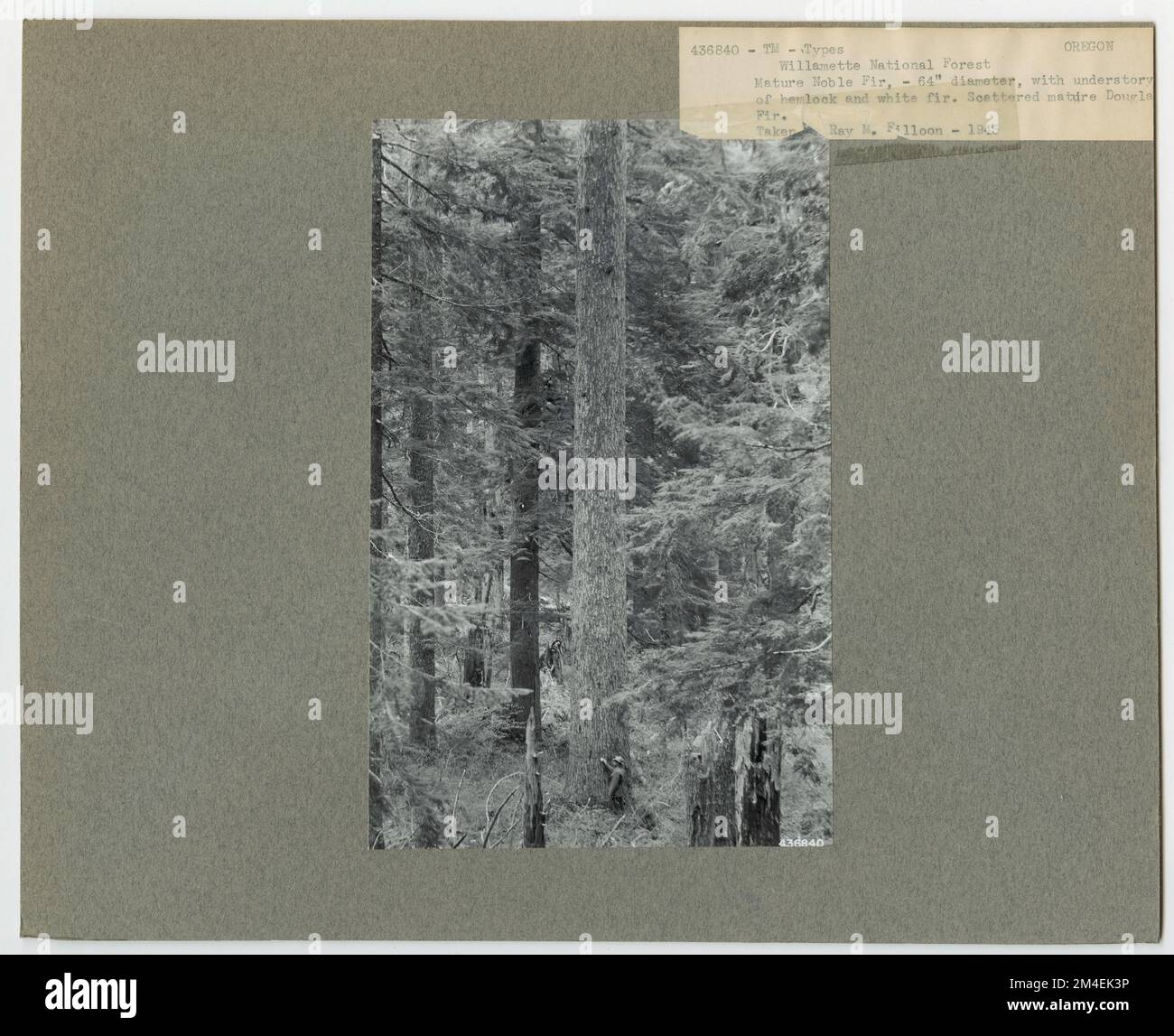 Timber Management: Types - Oregon. Photographs Relating to National ...