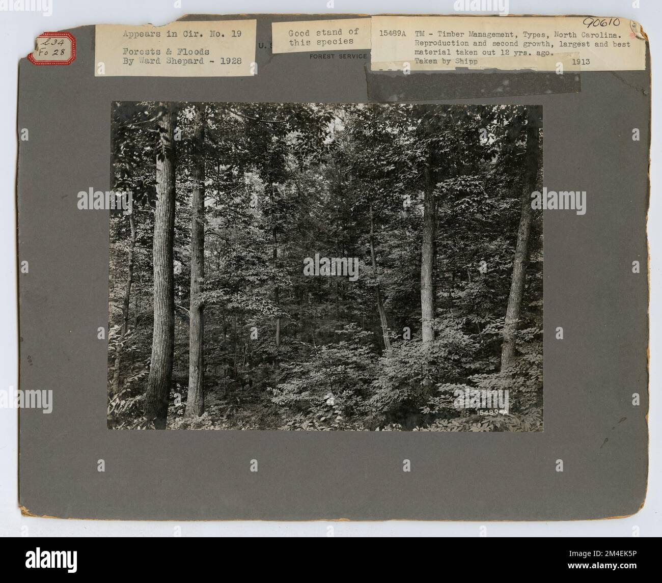 Timber Management: Types - North Carolina. Photographs Relating to ...