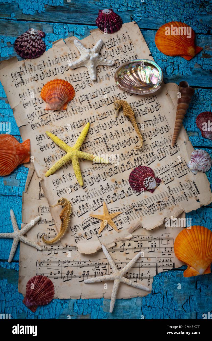 Beautiful sea stars shells hi-res stock photography and images - Alamy