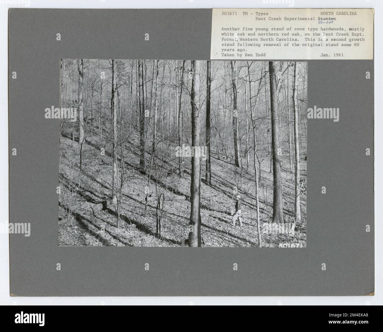 Timber Management: Types - North Carolina. Photographs Relating to ...