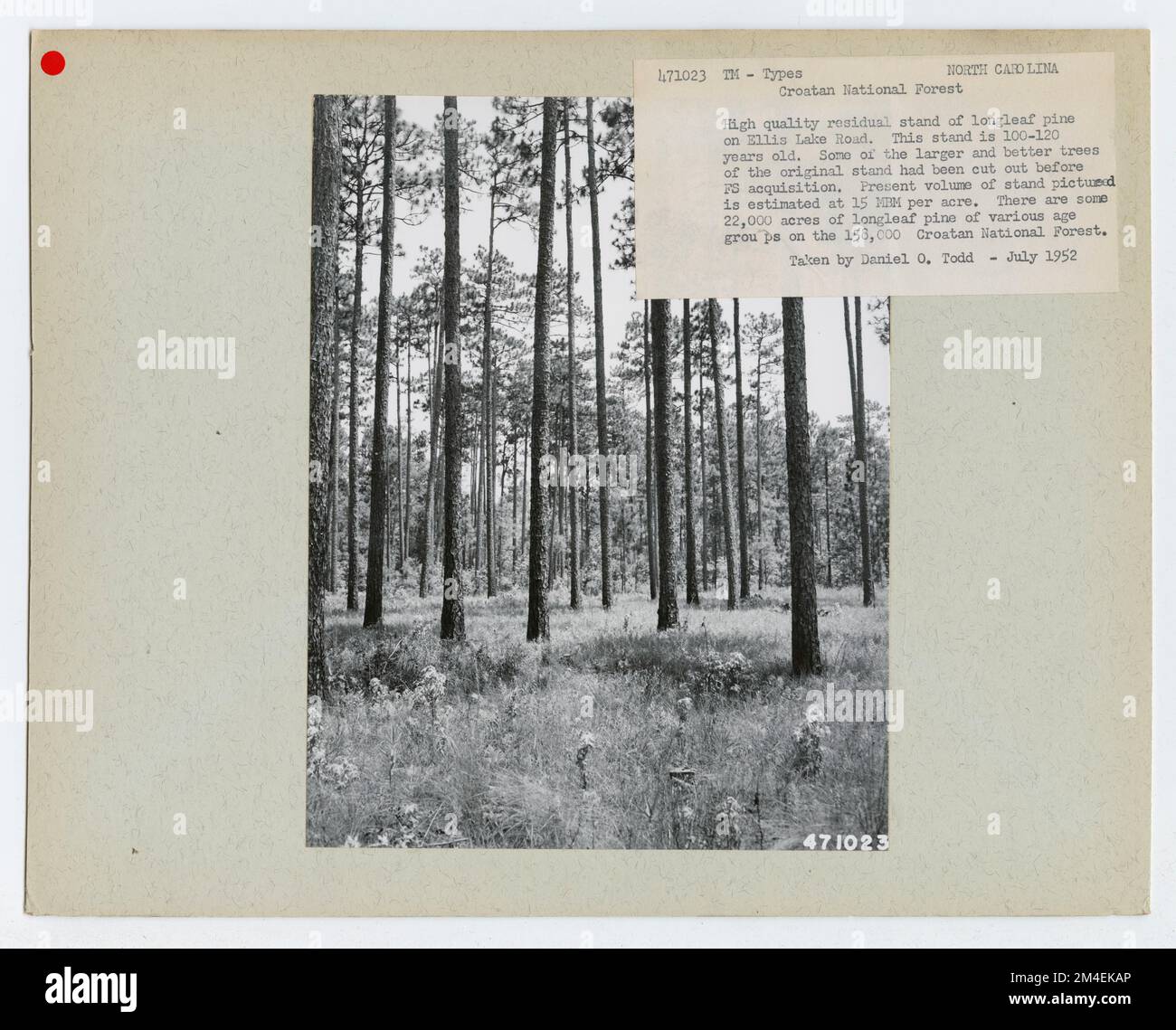 Timber Management: Types - North Carolina. Photographs Relating to ...