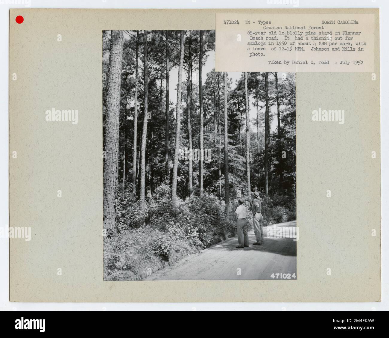 Timber Management: Types - North Carolina. Photographs Relating to ...