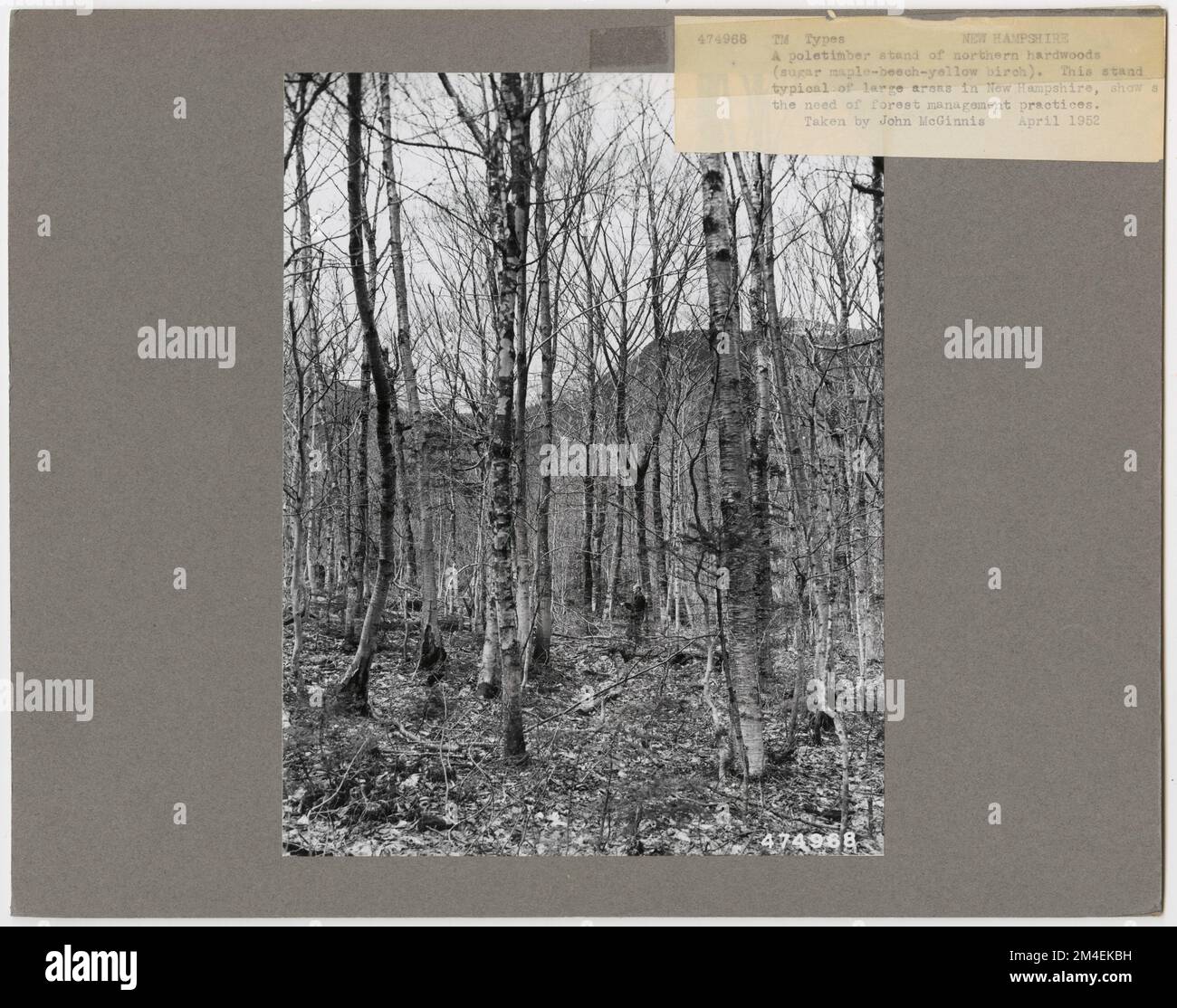 Timber Management: Types - New Hampshire. Photographs Relating to ...
