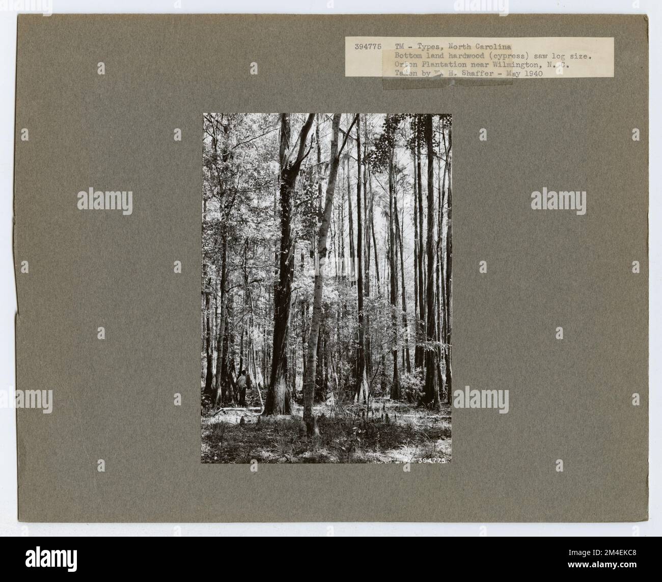 Timber Management: Types - North Carolina. Photographs Relating to ...
