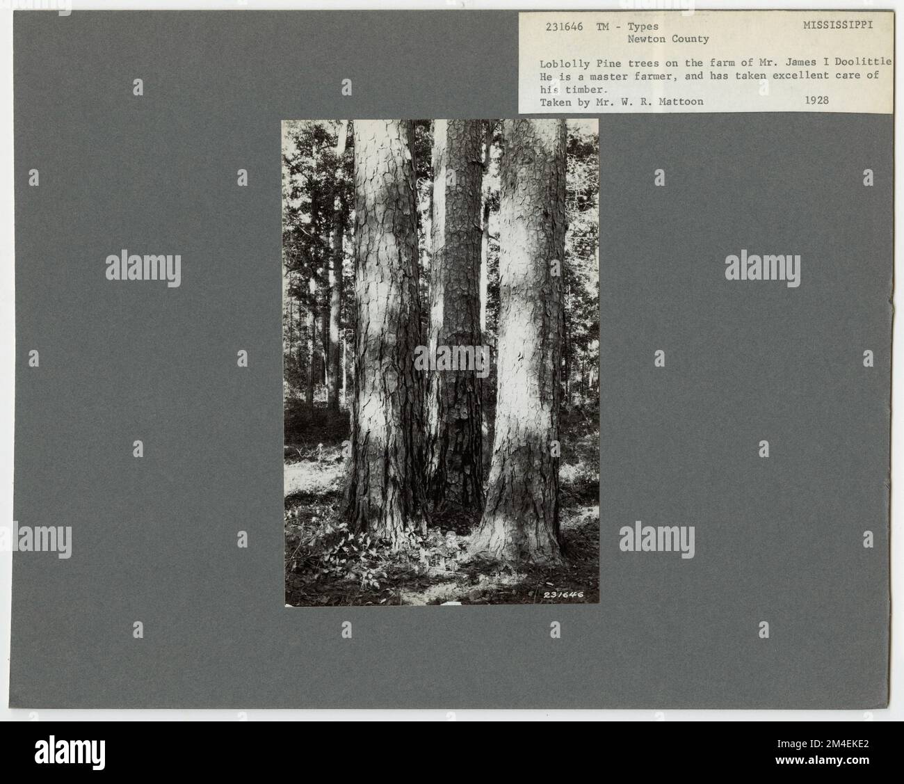 Timber Management: Types - Mississippi. Photographs Relating to ...