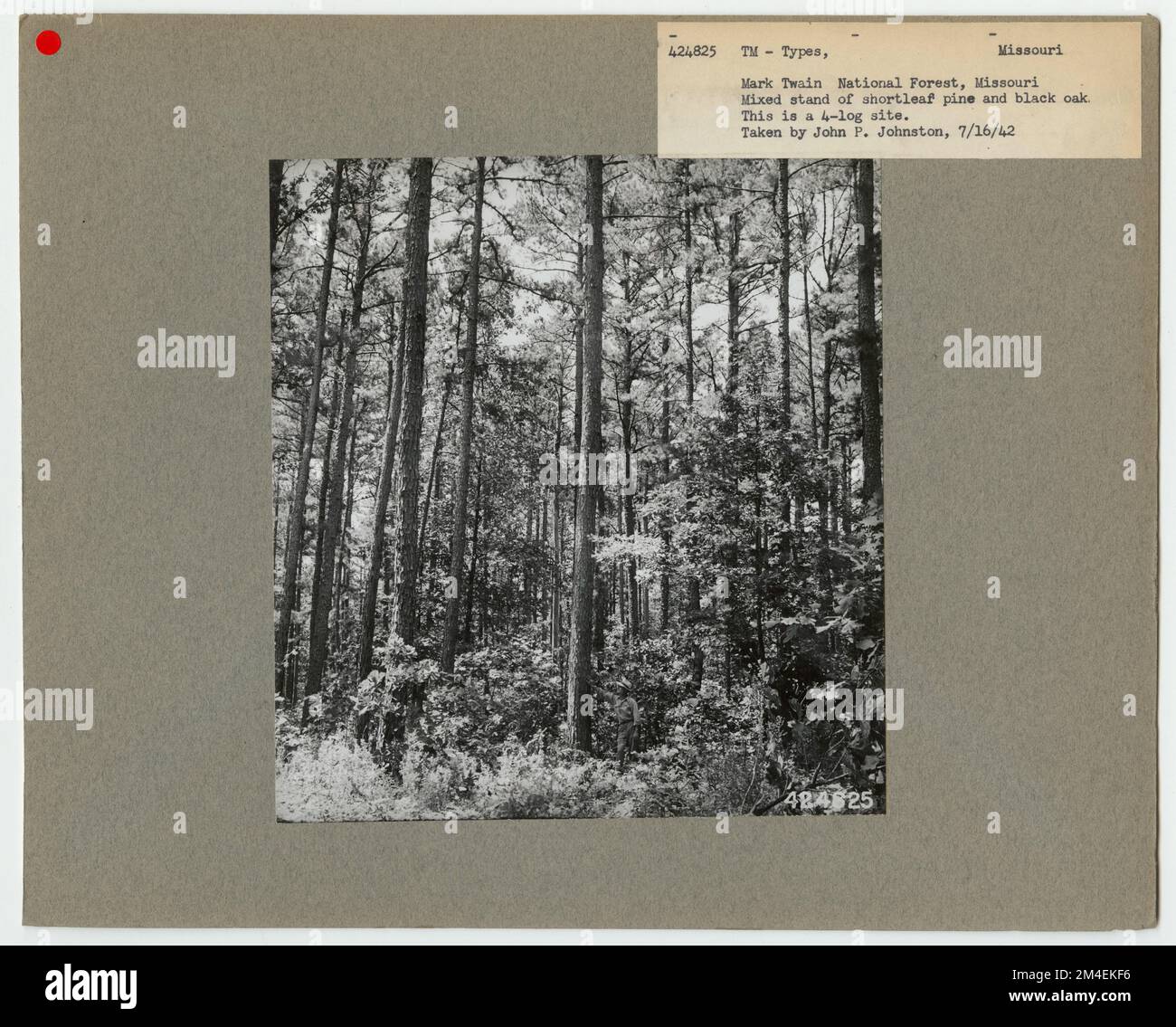 Timber Management: Types - Missouri. Photographs Relating to National ...