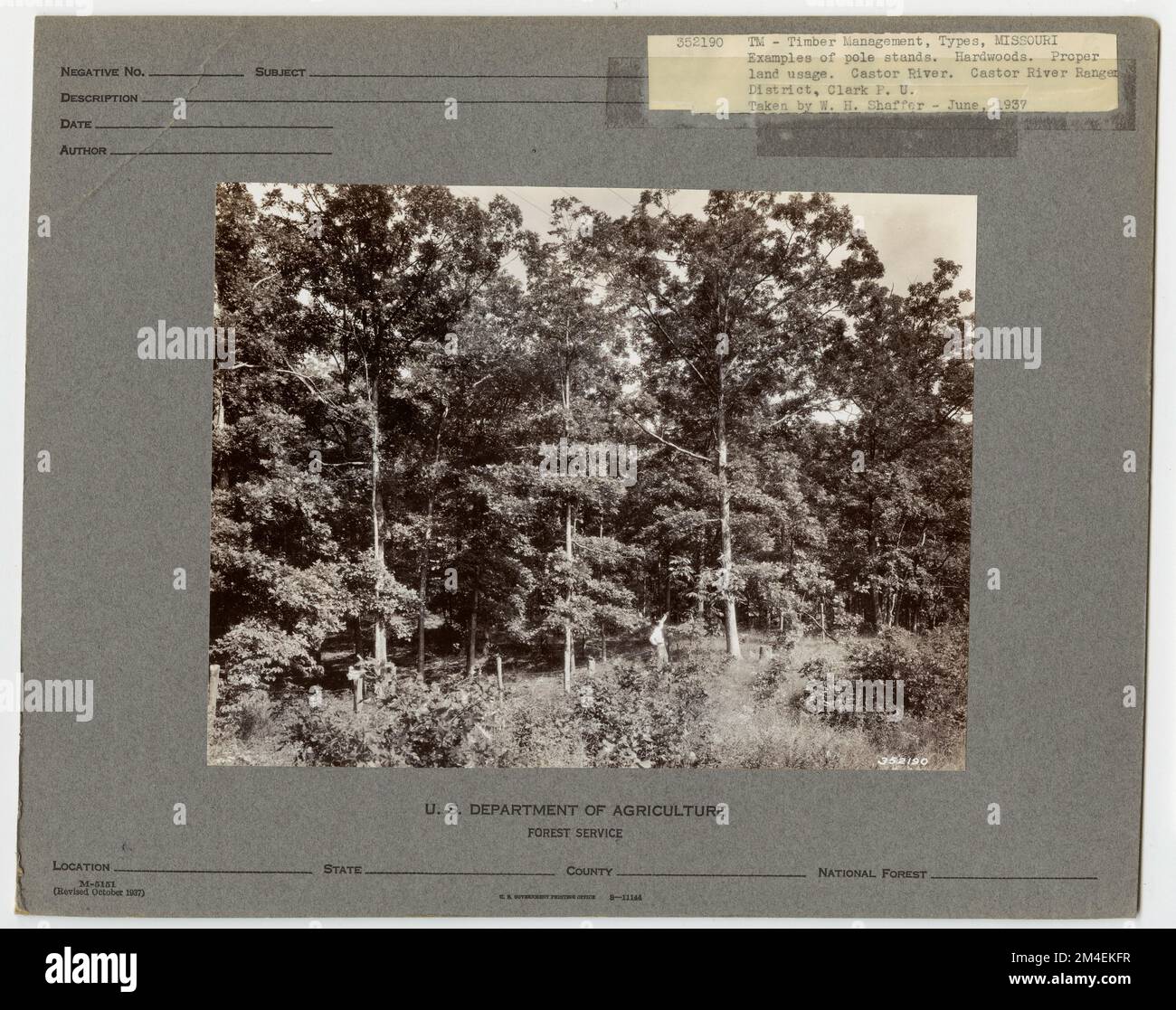 Timber Management: Types - Missouri. Photographs Relating to National ...