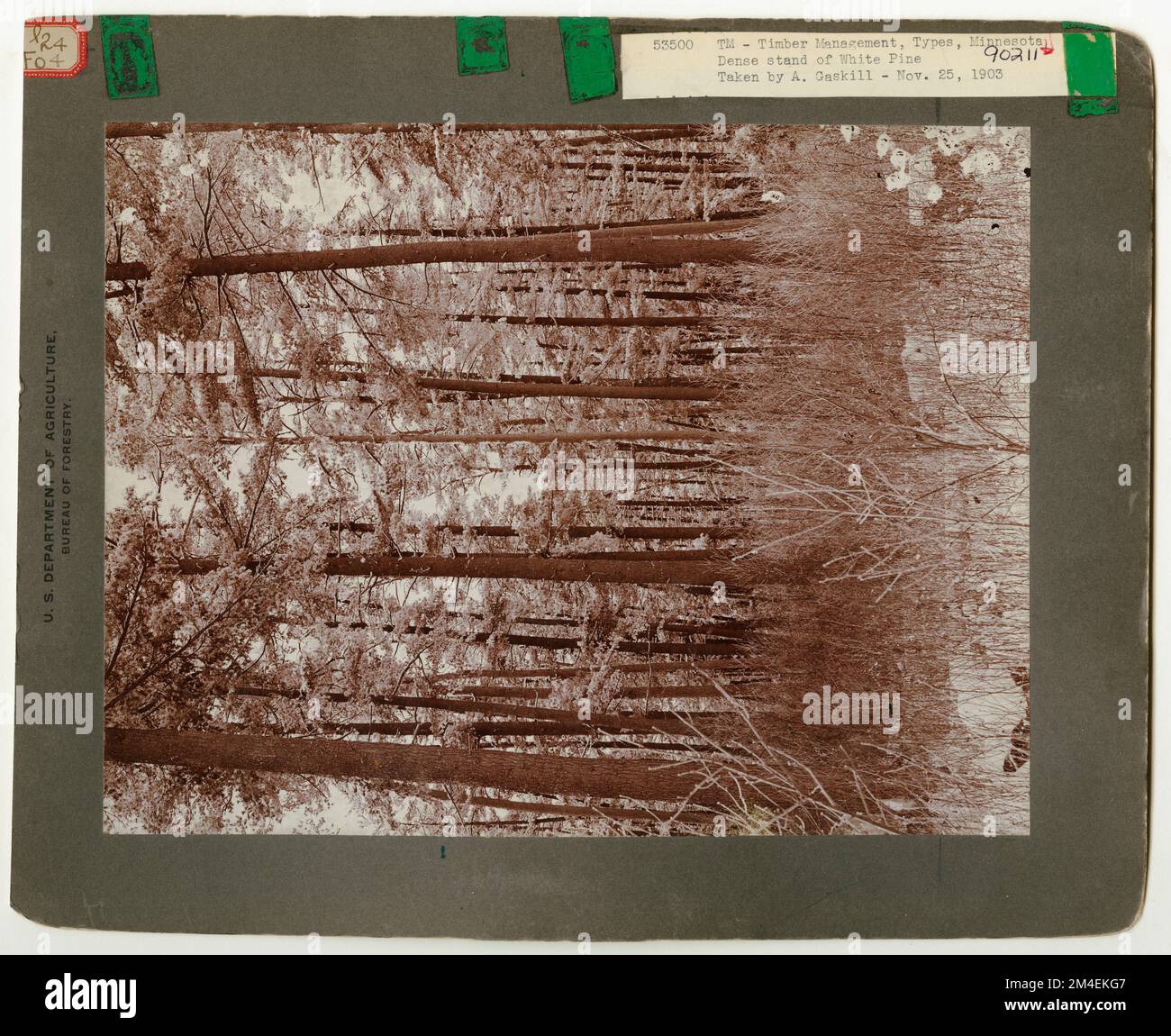 Timber Management: Types - Minnesota. Photographs Relating to National ...