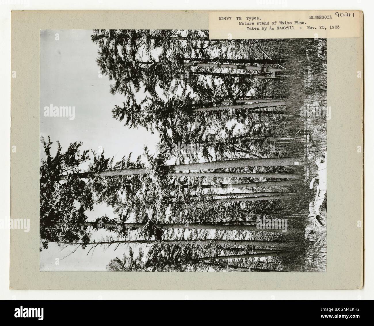 Timber Management: Types - Minnesota. Photographs Relating to National ...