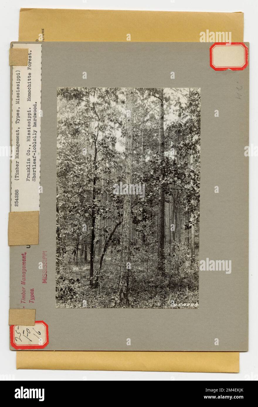 Timber Management: Types - Mississippi. Photographs Relating to ...