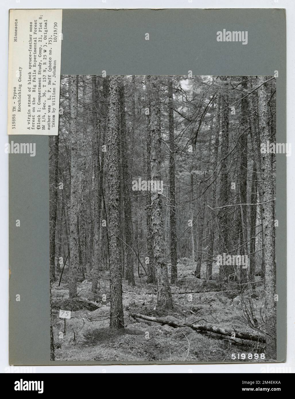 Timber Management: Types - Minnesota. Photographs Relating to National ...