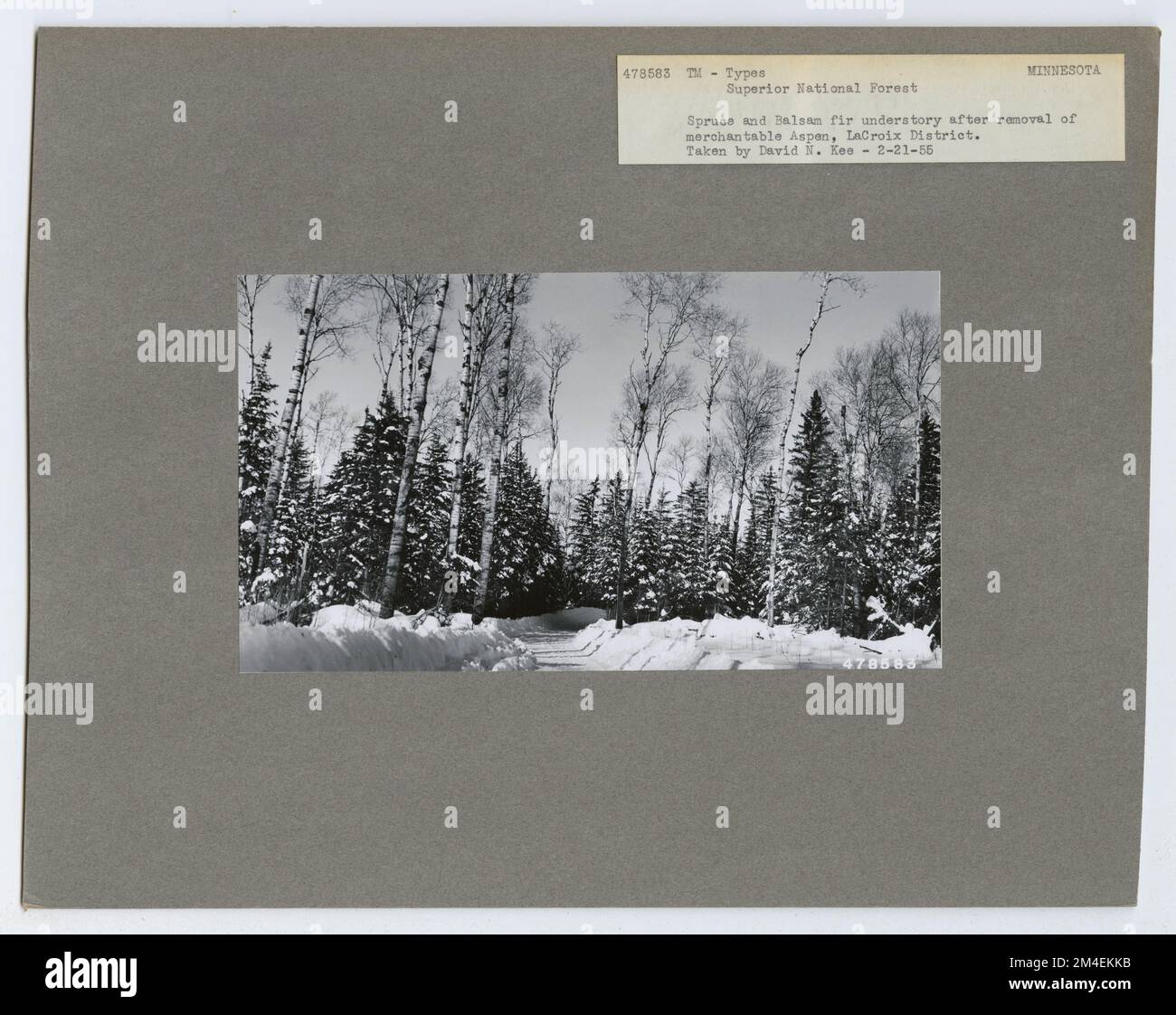 Timber Management: Types - Minnesota. Photographs Relating to National ...