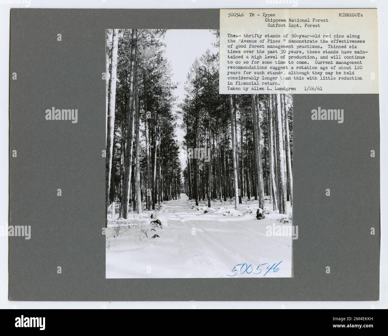 Timber Management: Types - Minnesota. Photographs Relating to National ...