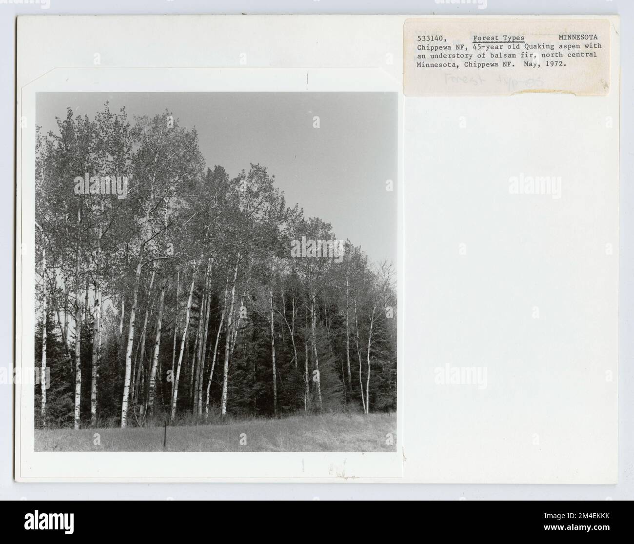 Timber Management: Types - Minnesota. Photographs Relating to National ...