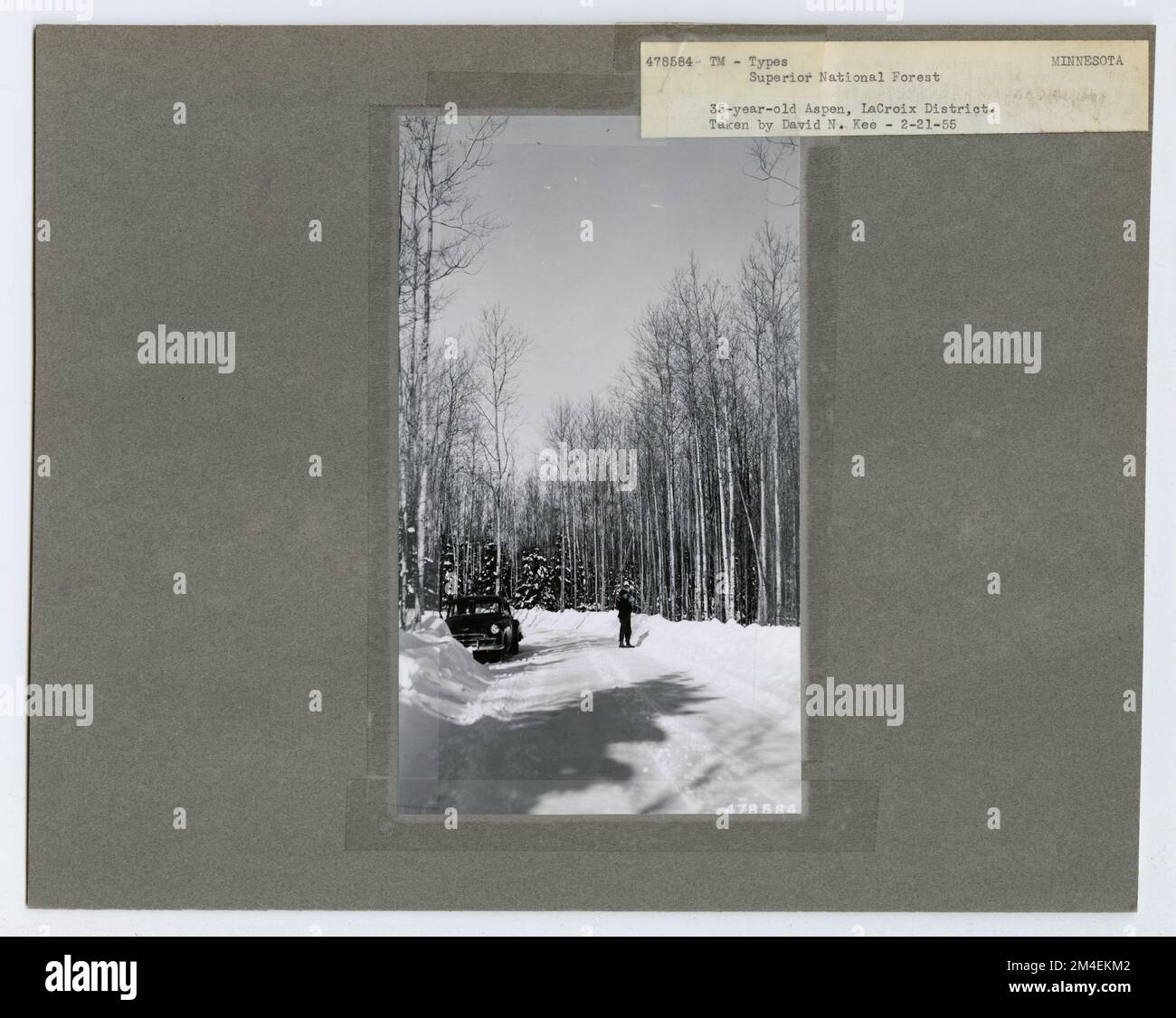 Timber Management: Types - Minnesota. Photographs Relating to National ...