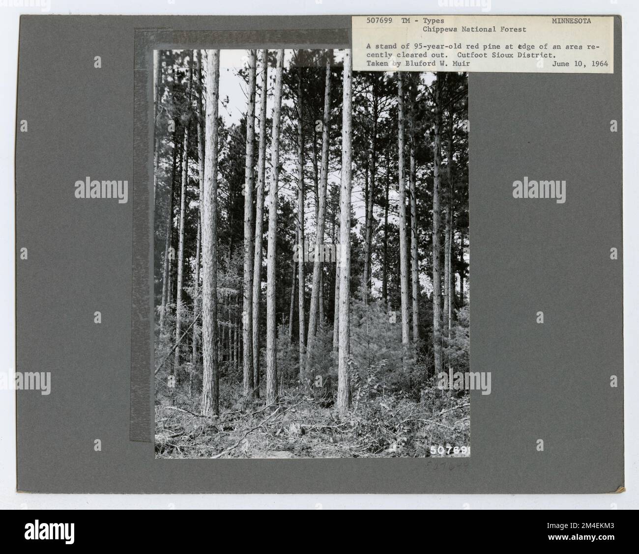 Timber Management: Types - Minnesota. Photographs Relating to National ...