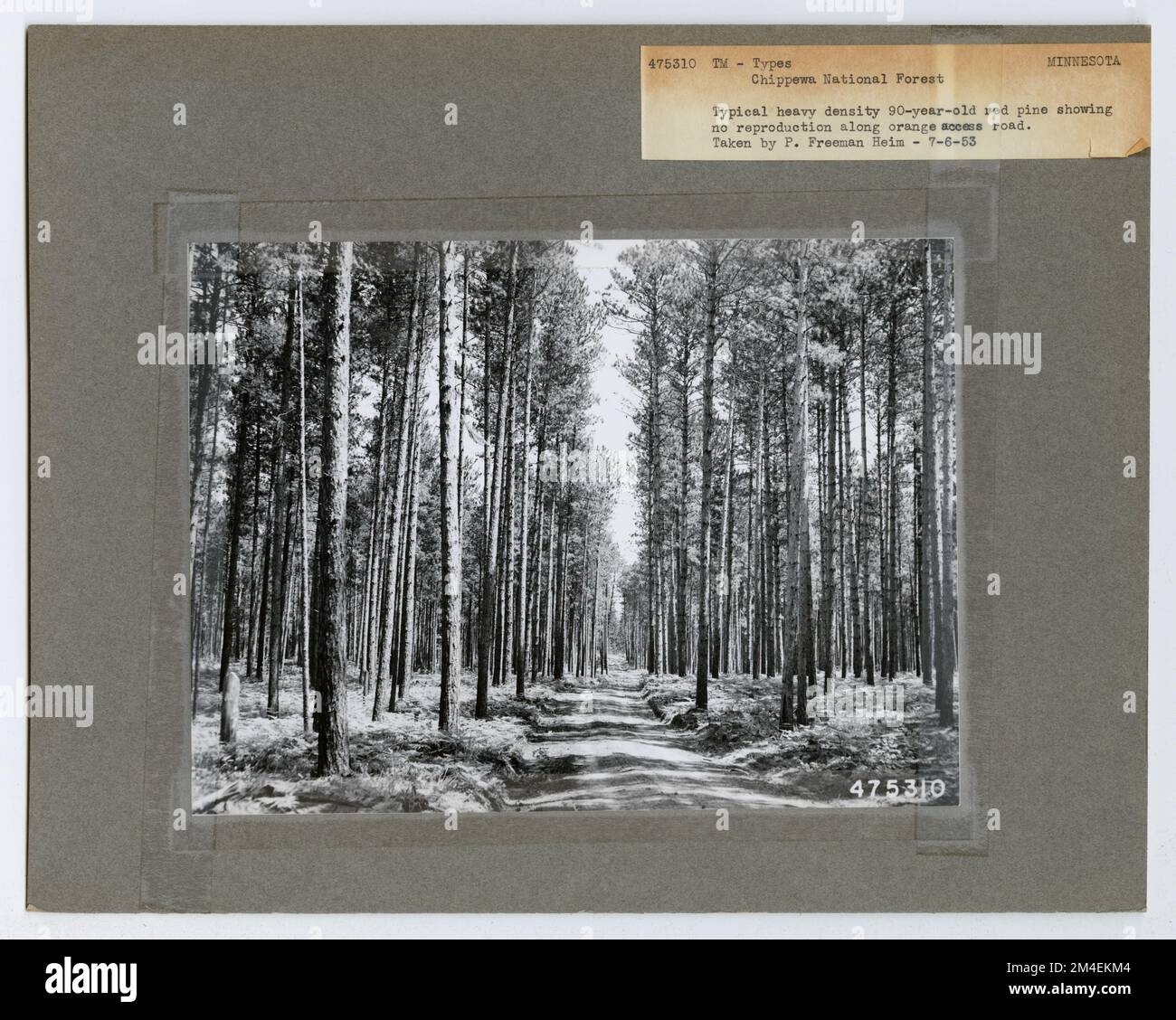 Timber Management: Types - Minnesota. Photographs Relating to National ...