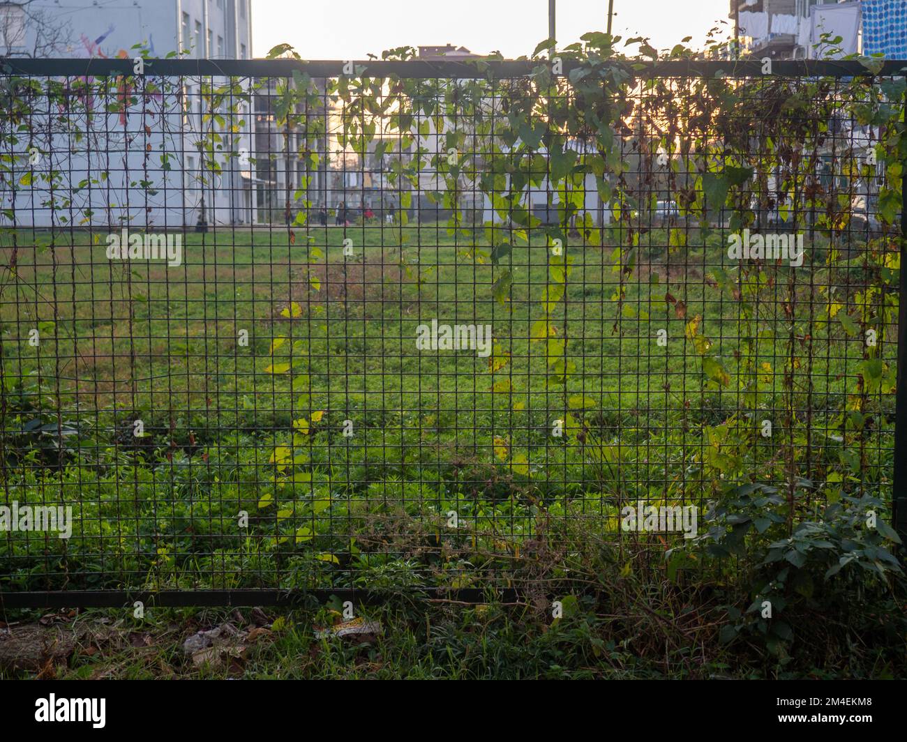 Thick wire fence in ivy. Human and nature. Mesh in ivy. Plants on ...