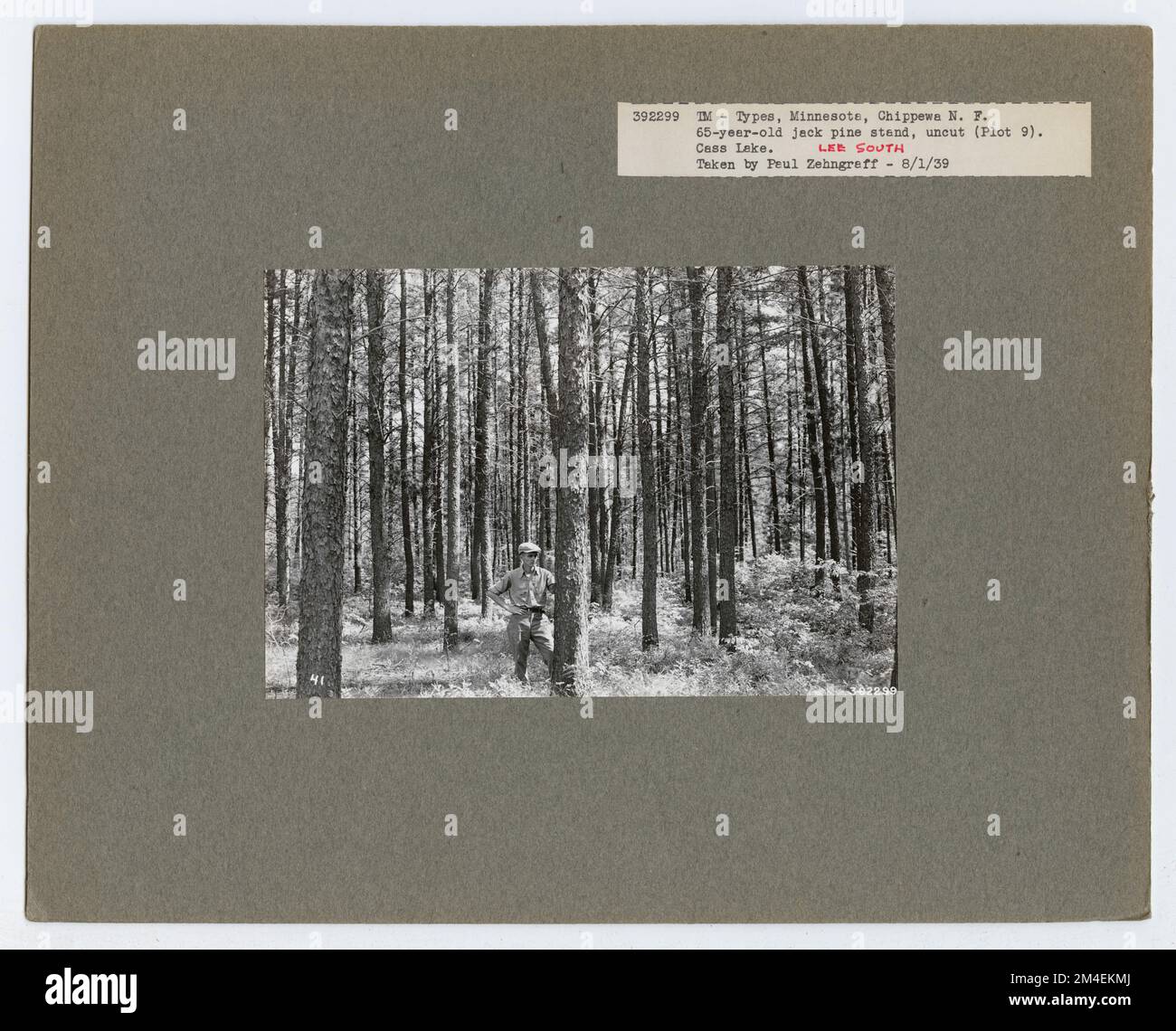 Timber Management: Types - Minnesota. Photographs Relating to National ...