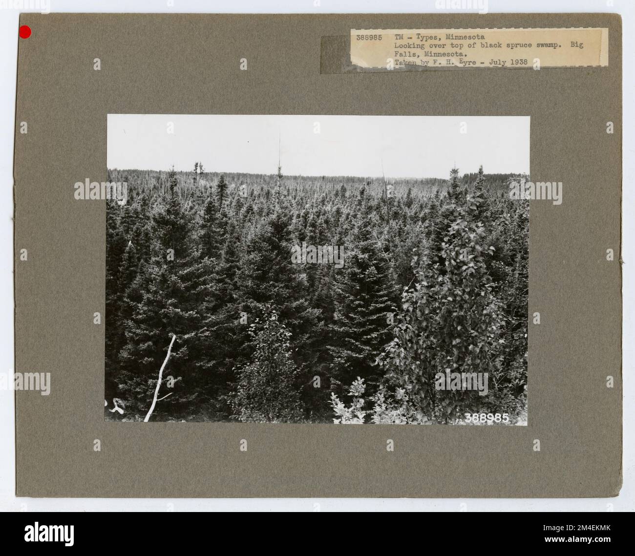 Timber Management: Types - Minnesota. Photographs Relating to National ...