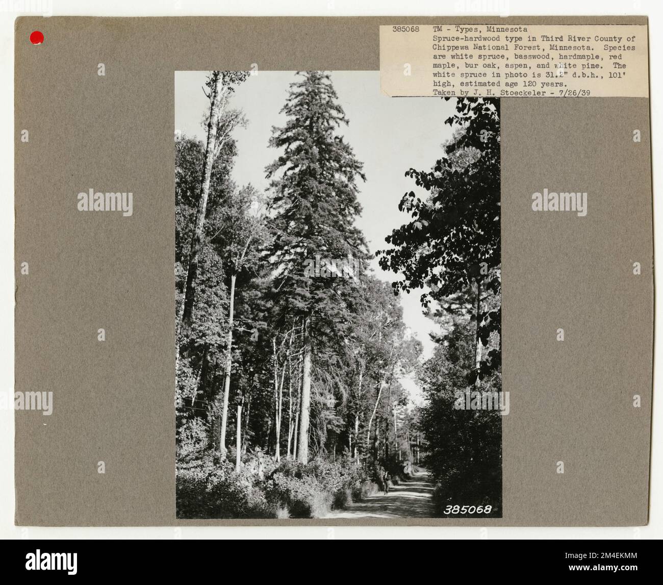 Timber Management: Types - Minnesota. Photographs Relating to National ...