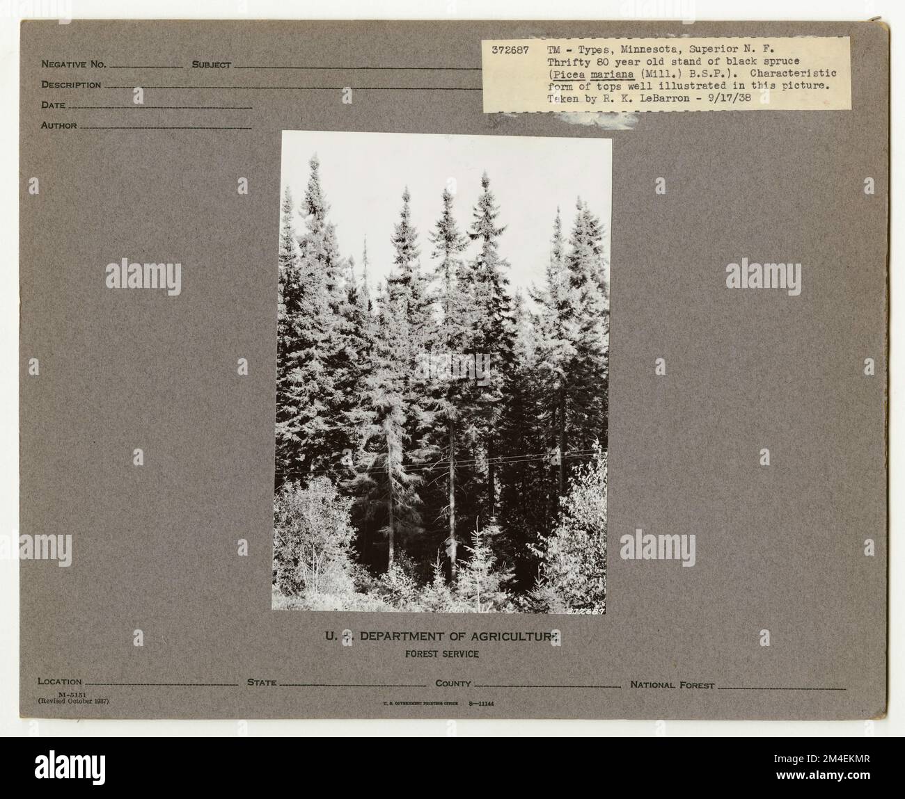 Timber Management: Types - Minnesota. Photographs Relating to National ...