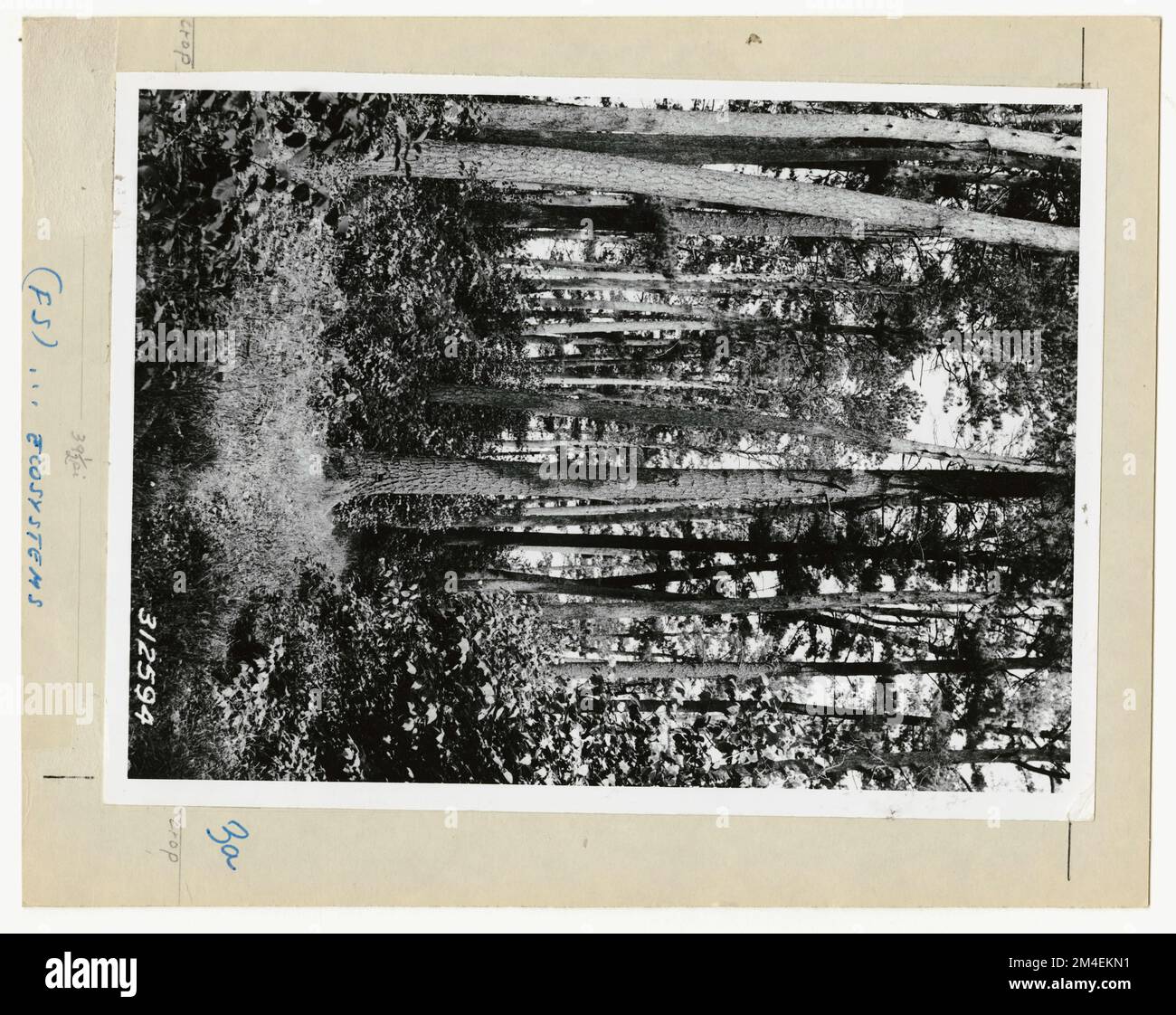 Timber Management: Types - Minnesota. Photographs Relating to National ...