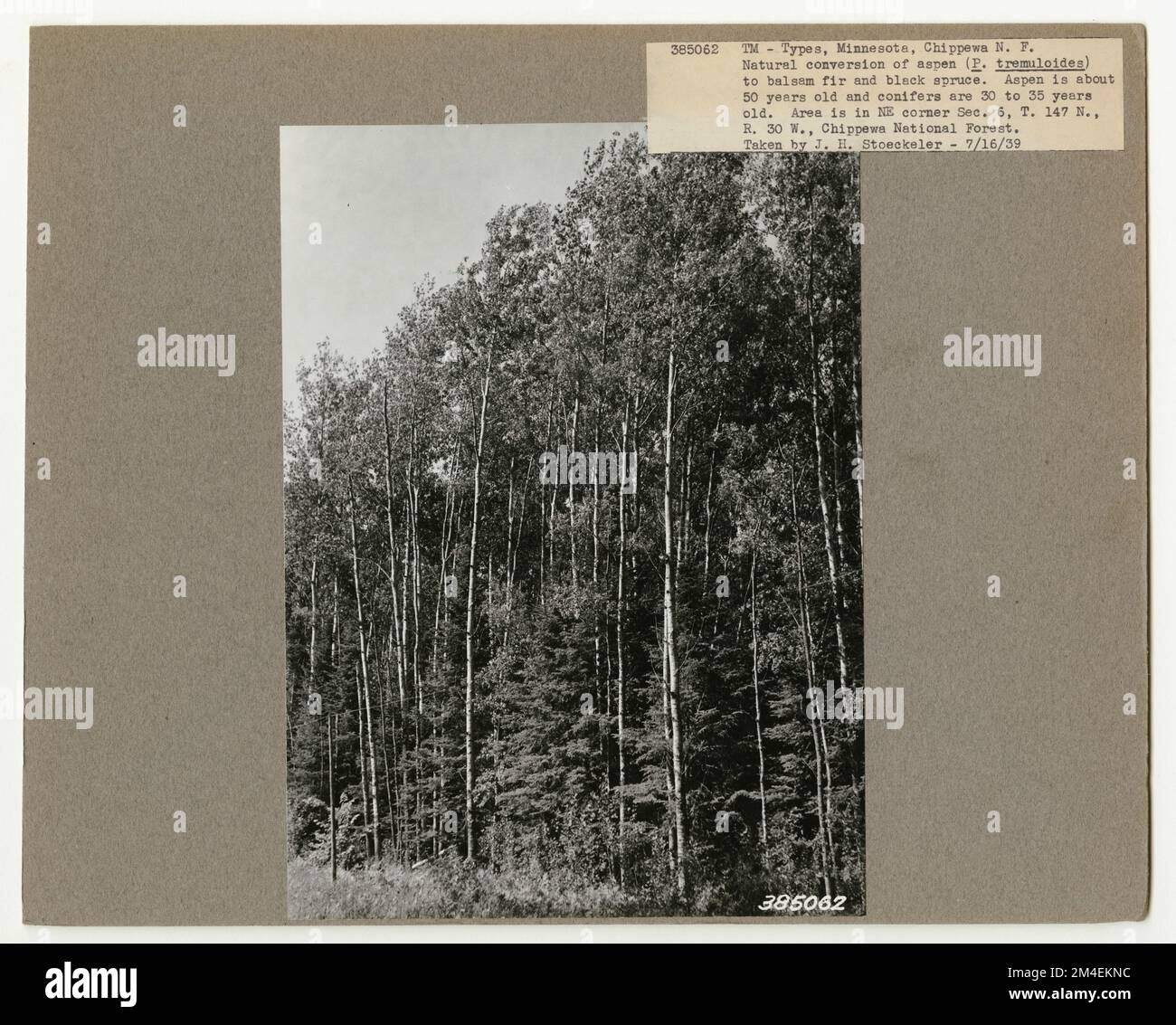 Timber Management: Types - Minnesota. Photographs Relating to National ...