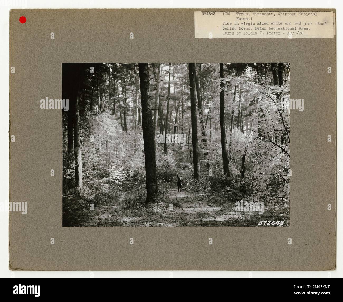 Timber Management: Types - Minnesota. Photographs Relating to National ...