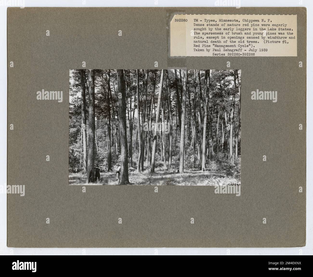 Timber Management: Types - Minnesota. Photographs Relating to National ...
