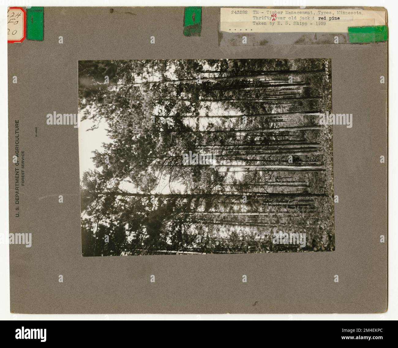 Timber Management: Types - Minnesota. Photographs Relating to National ...