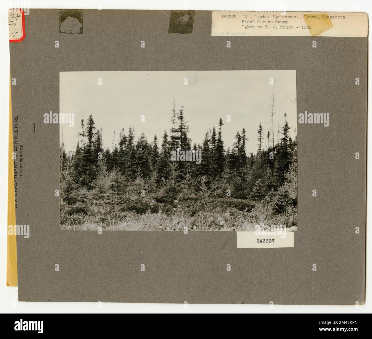 Timber Management: Types - Minnesota. Photographs Relating to National ...