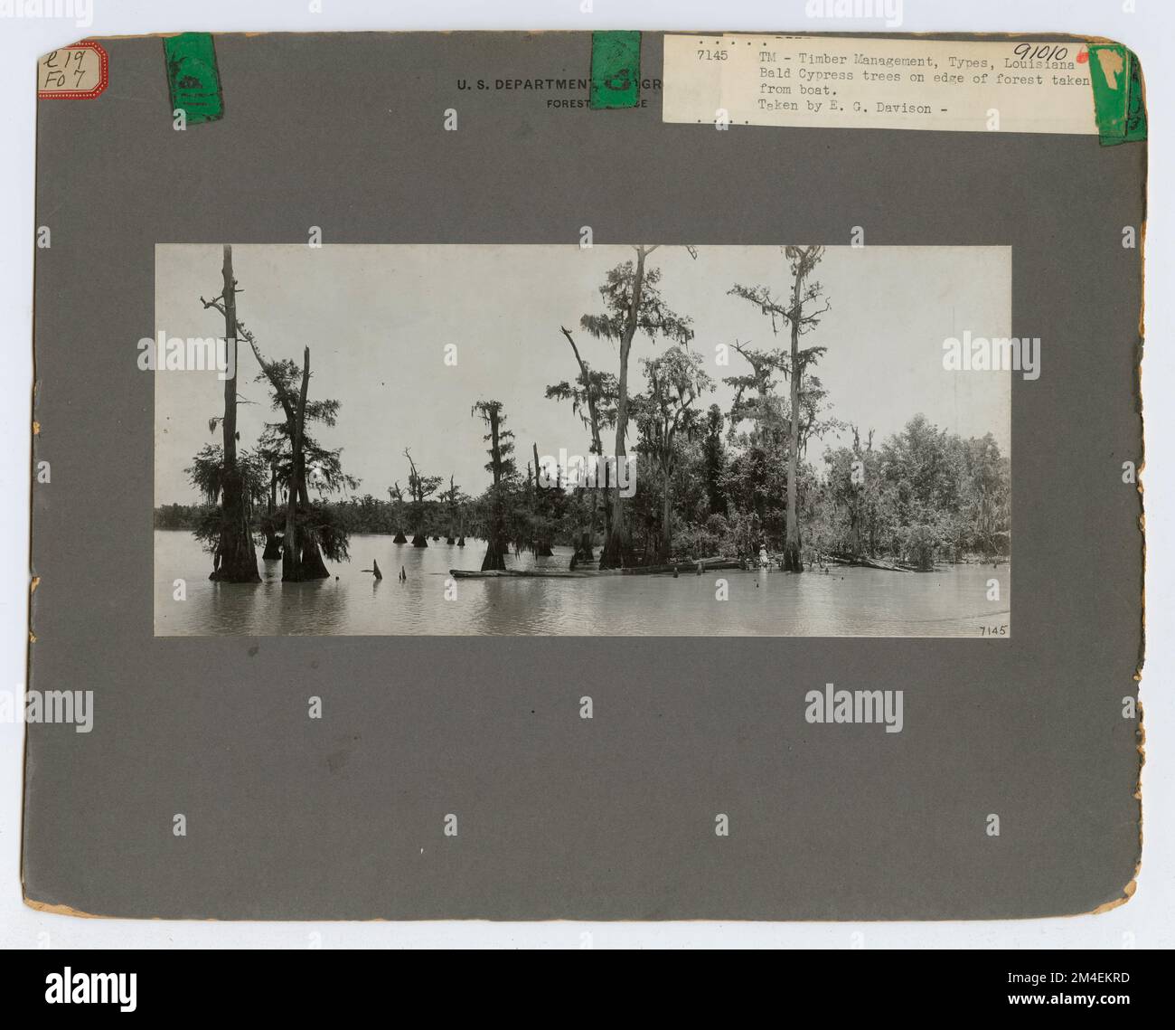 Timber Management: Types - Louisiana. Photographs Relating to National ...