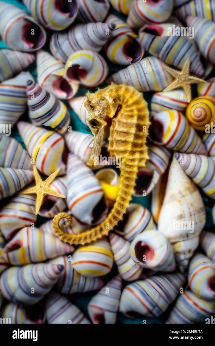 Star shape photos hi-res stock photography and images - Alamy