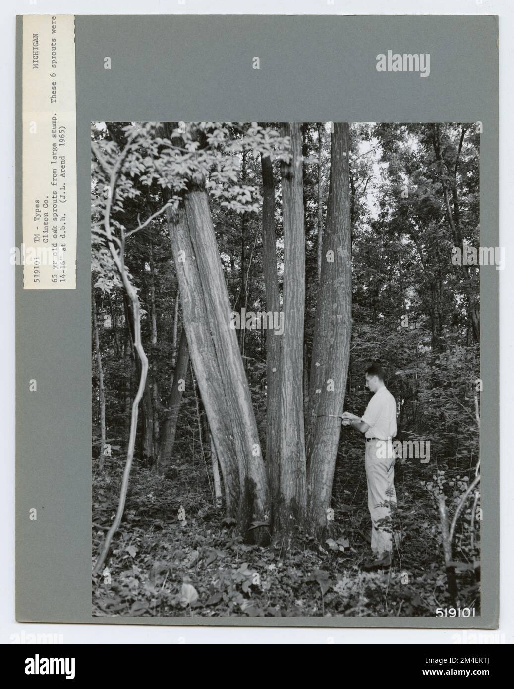 Timber Management: Types - Michigan. Photographs Relating to National ...