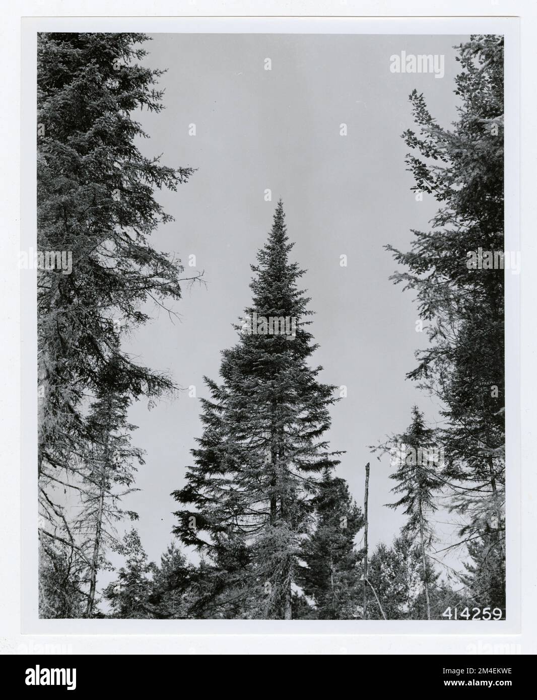 Timber Management: Types - Michigan. Photographs Relating to National ...