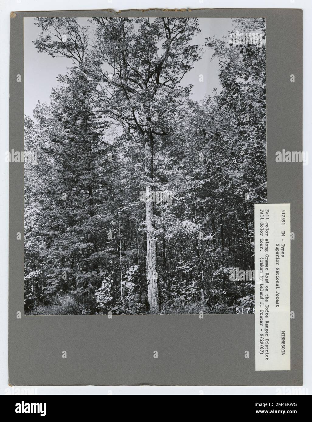 Timber Management: Types - Minnesota. Photographs Relating to National ...