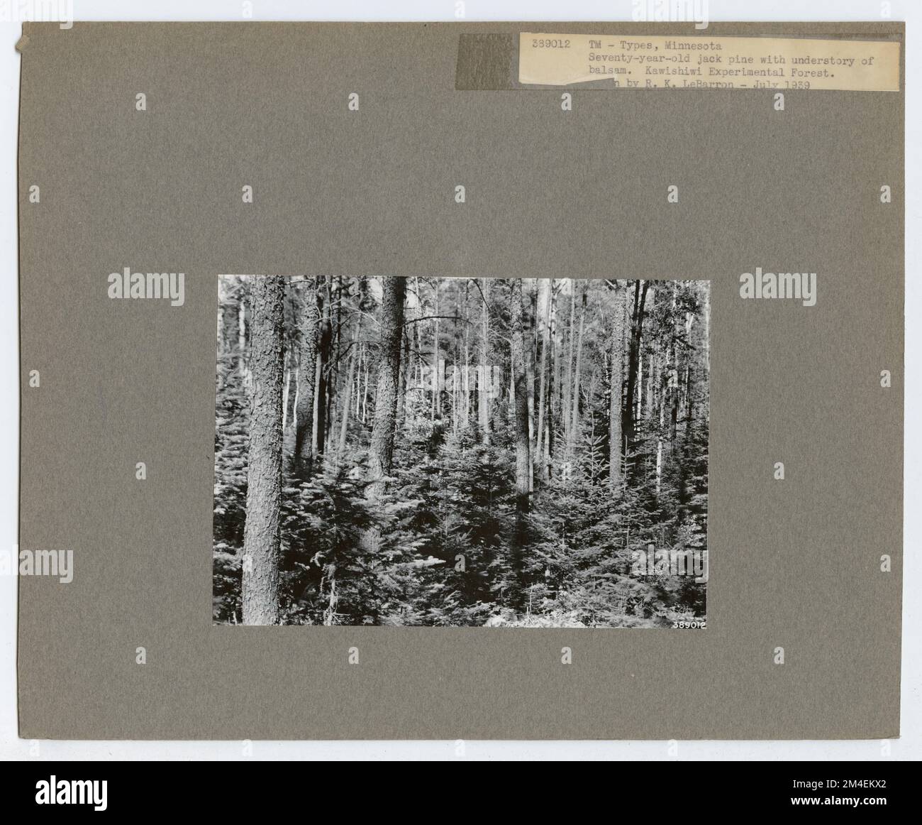 Timber Management: Types - Minnesota. Photographs Relating to National ...