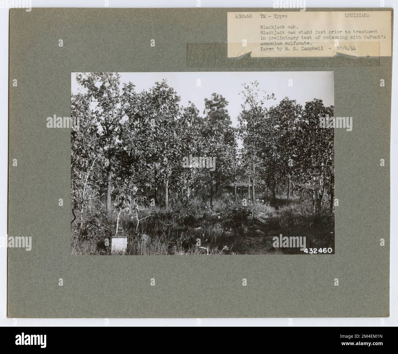 Timber Management: Types - Louisiana. Photographs Relating to National ...