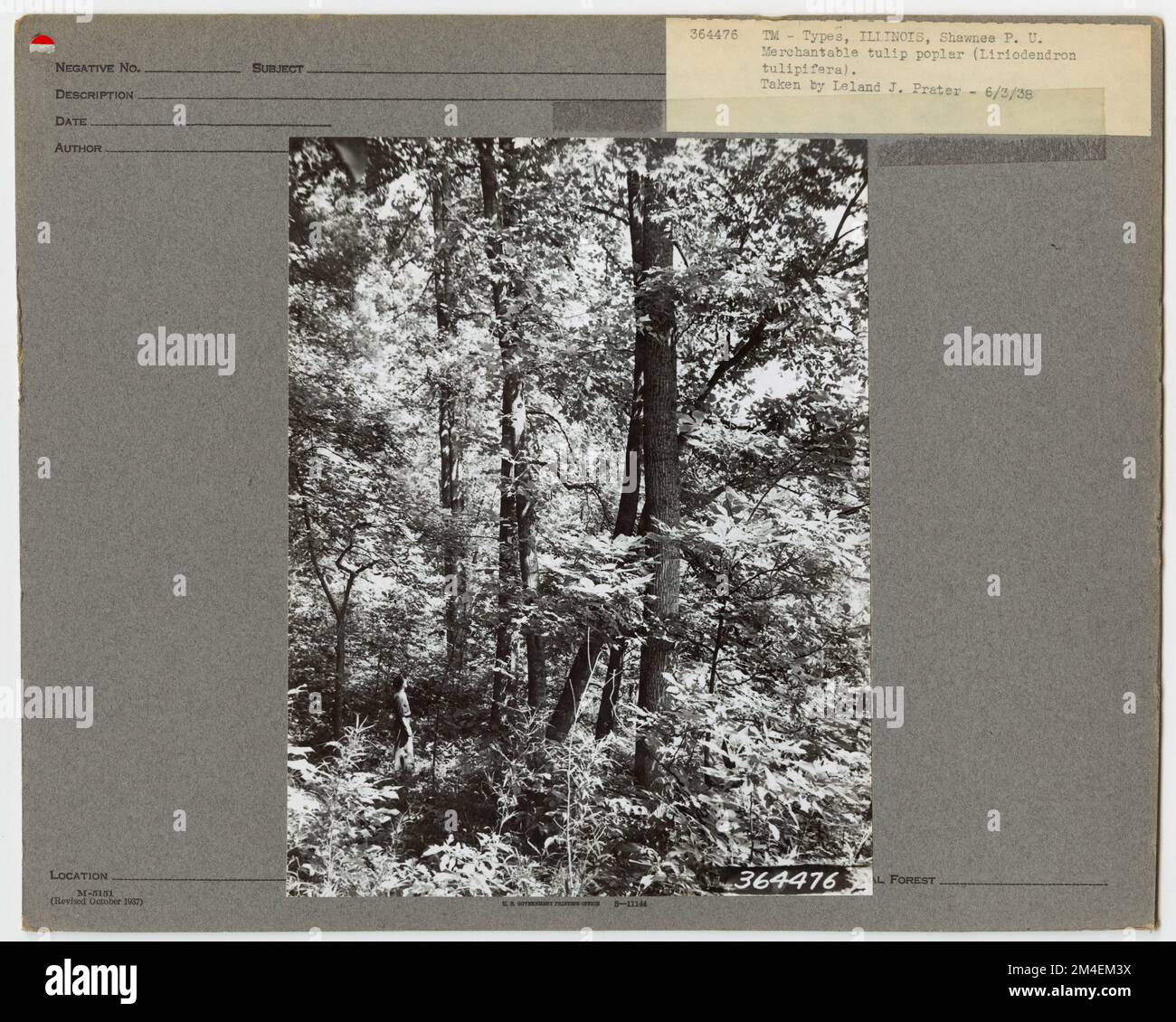 Timber Management: Types - Illinois. Photographs Relating to National ...